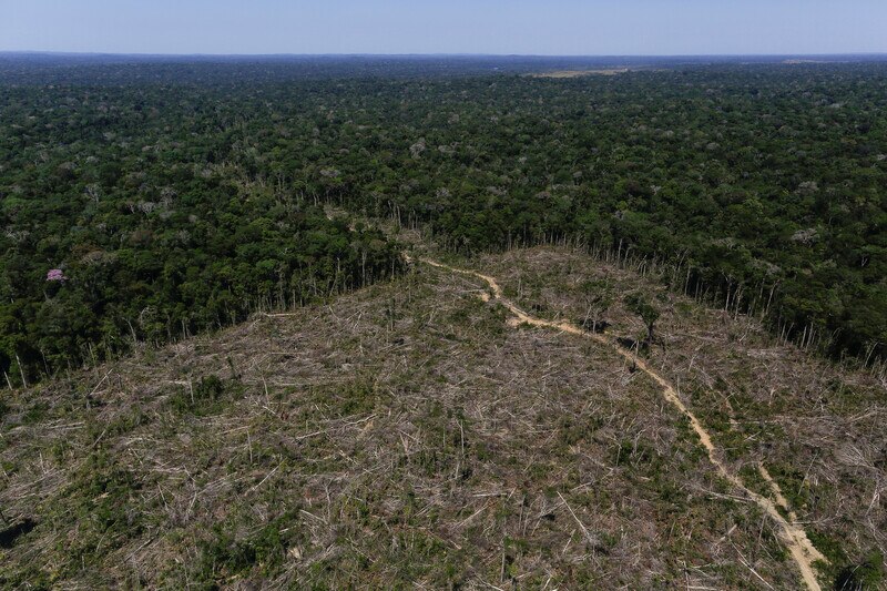 Are forests now contributing to climate change? | World Economic Forum