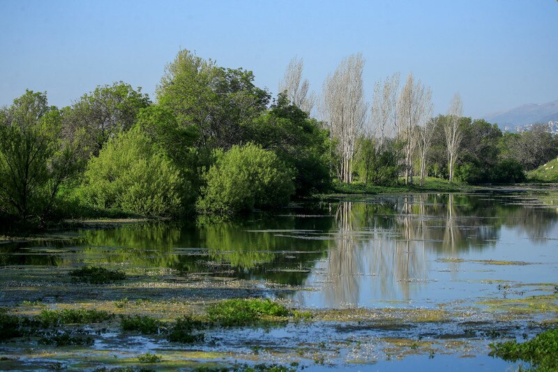 Why are wetlands the key to Indonesia's climate goals? | World Economic ...