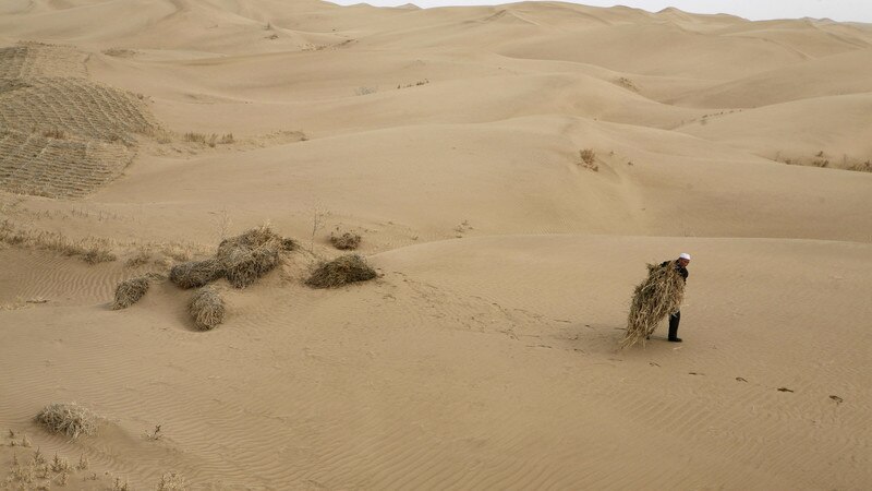 The 'living skin of the desert' helps protect the environment. Now it ...