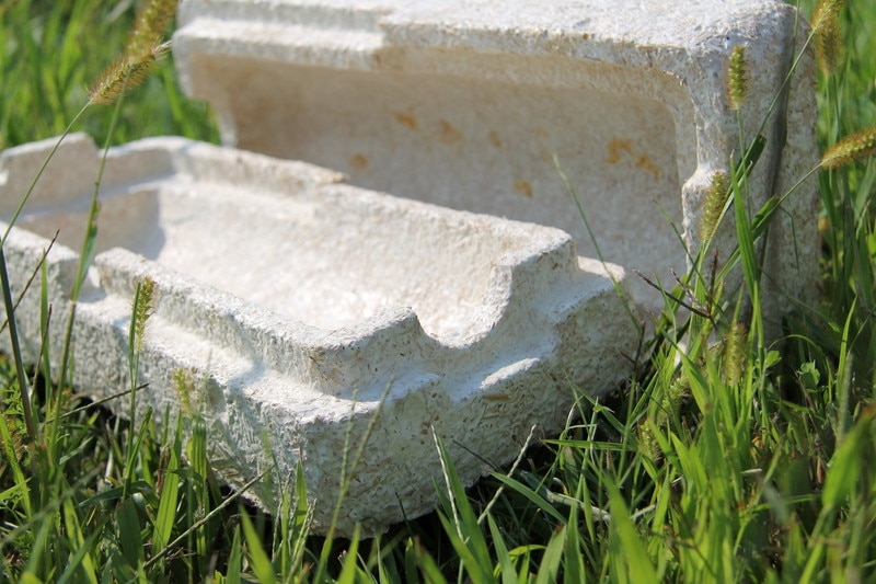 How mushrooms, microorganisms could transform food packaging | World ...