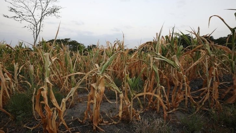 Climate change could have devastating impacts on crop yields | World ...