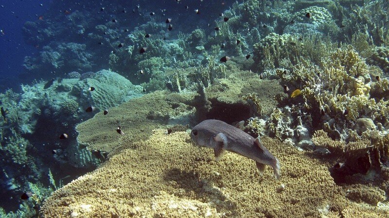 How will acidification change the oceans? | World Economic Forum