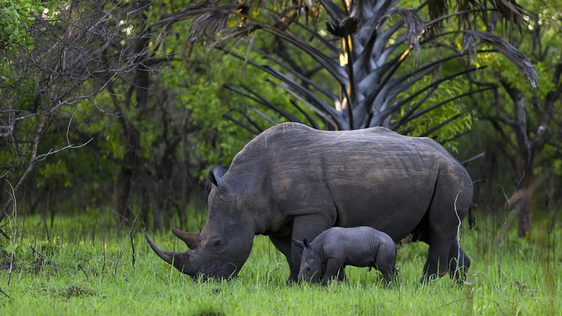 What impact have humans had on large animal species? | World Economic Forum