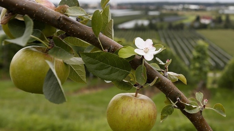 8 ways to make the most of fruit waste | World Economic Forum