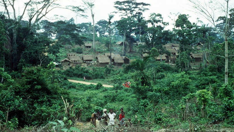 How Liberia will save its forests | World Economic Forum