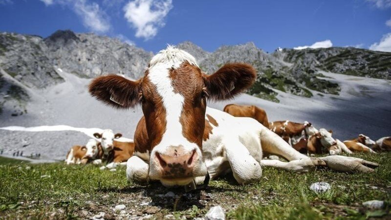 The real beef about artificial meat | World Economic Forum