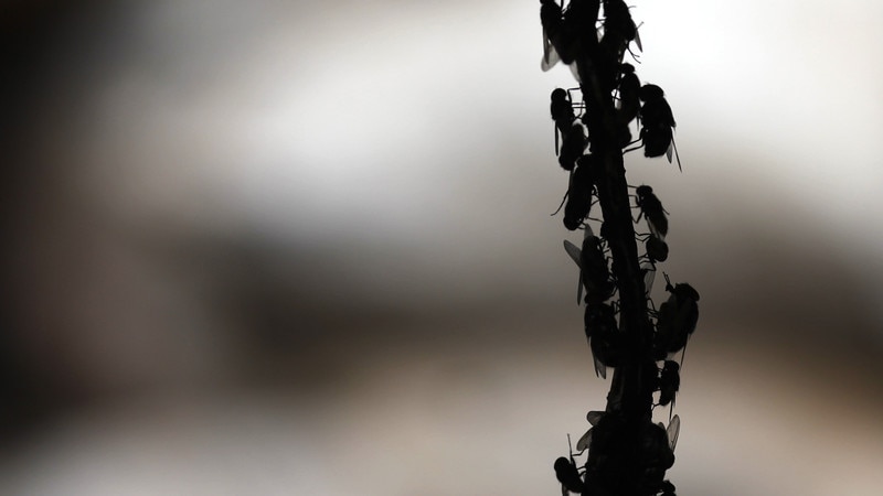 Why fruit flies are so crucial to research | World Economic Forum