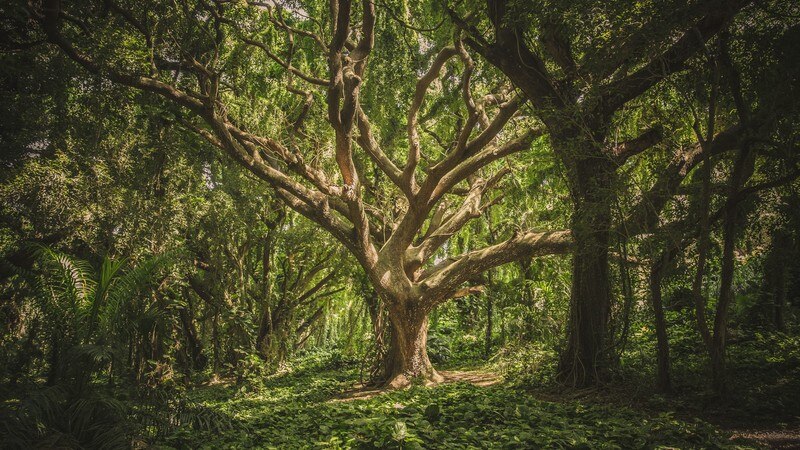 TFA 2020 | World Economic Forum