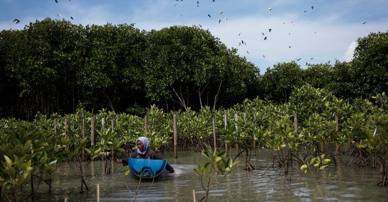 Ventures with blue carbon solutions for coastal restoration | World ...