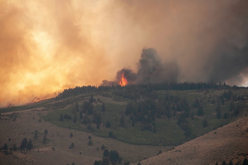 What's driving the increase in forest fires? | World Economic Forum