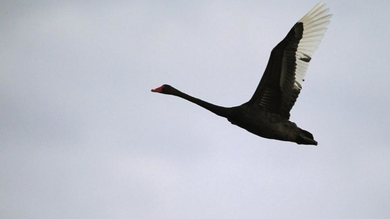 China’s credit squeeze is no black swan | World Economic Forum