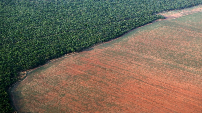 We’re losing the world’s forests, but there’s a way we can fight back ...