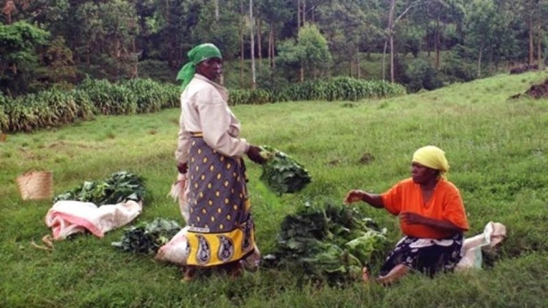 How Tanzania’s farmers are adapting to a changing climate | World ...