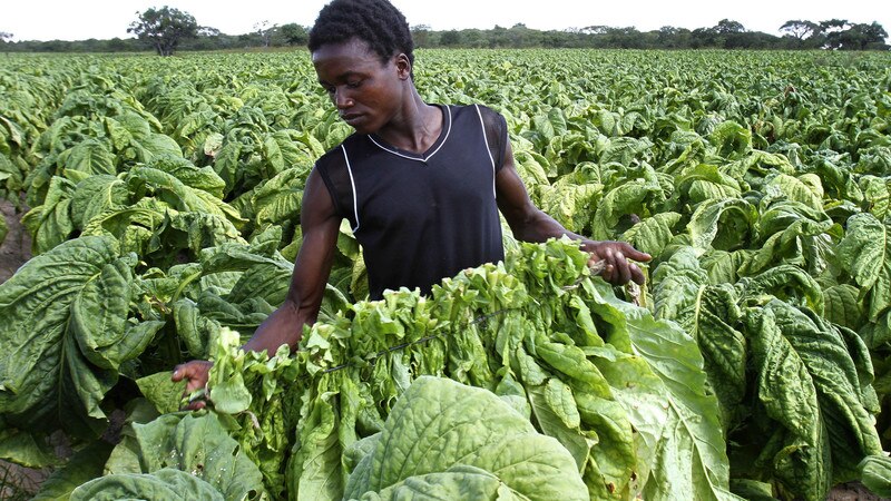 Satellite technology is transforming the lives of Zimbabwe’s remote ...