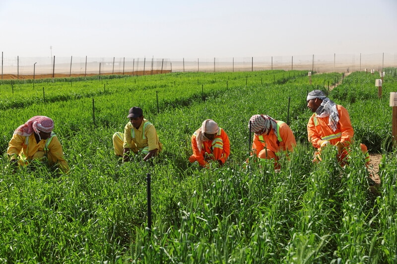 This is why food security matters now more than ever | World Economic Forum