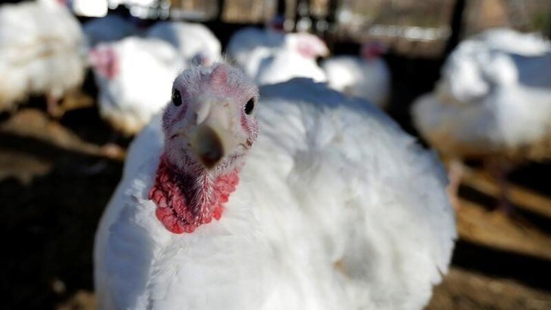 What turkeys tell us about the globalized food industry | World ...