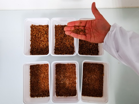 Why we need to give insects the role they deserve in our food systems ...