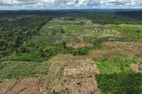 Tropical forest regrowth won't offset deforestation emissions | World ...