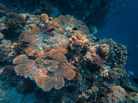 Climate crisis and human activity is affecting our oceans. Here's how ...