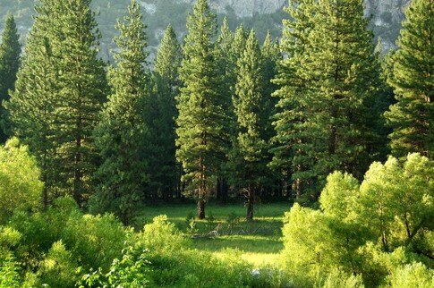 Arbor Day: why trees need to be grown, not just planted | World ...