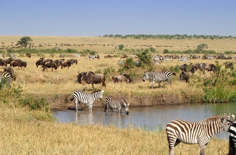 Land or water: Which is home to more animals and plants? | World ...