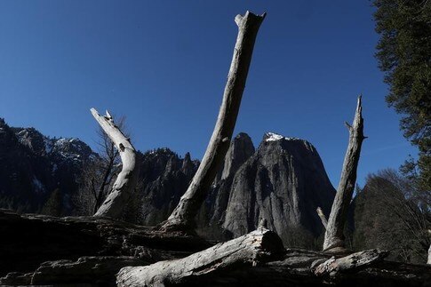 Climate change could be making forests shorter – this is how | World ...