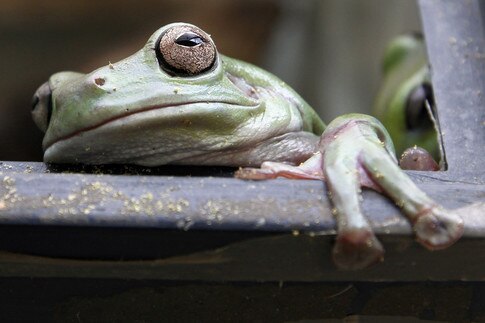 Biodiversity: What new species have been discovered in 2020? | World ...