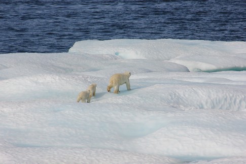 Polar bears and climate change: What does the science say? | World ...
