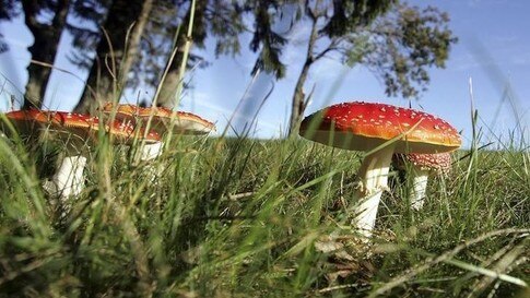 Adam Jezard - Agenda Contributor | World Economic Forum