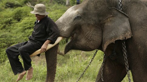 Can people and wild animals ever live in harmony? | World Economic Forum