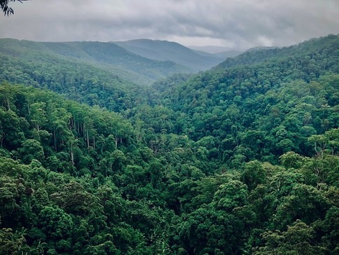 Map of global forest cover: How green is the globe? | World Economic Forum
