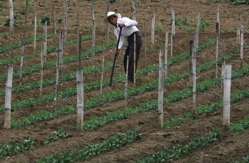 A plant-based diet could create millions of jobs in Latin America ...