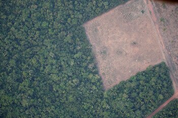 Saving the Amazon rainforest – in 10 steps | World Economic Forum