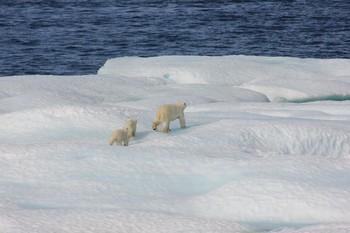 Polar bears and climate change: What does the science say? | World ...