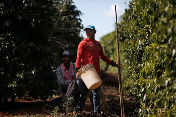 Is agriculture in Latin America and the Caribbean sustainable? | World ...