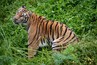 World’s most endangered species: the list keeps growing | World ...