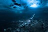 What these top underwater images tell us about climate change | World ...