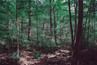 How 3 tech start-ups plan to tackle forest restoration | World Economic ...