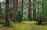 Climate change is changing the way trees grow. Here's how | World ...