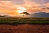 Reforestation: This Kenyan community regrew 50% of its forest | World ...