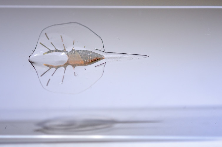 These robots are part animal, part machine | World Economic Forum