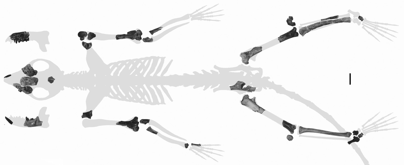 Oldest skeleton ever found reveals our primate ancestors didn't live on ...