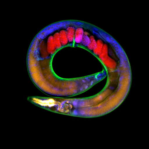 These glowing worms prove that environmental change can affect genes ...