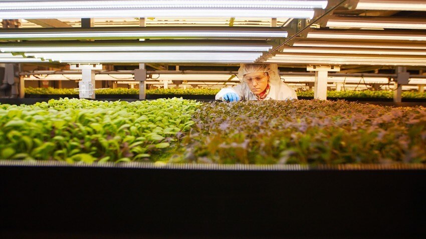 This company grows crops inside, stacked on top of one another - Agile ...