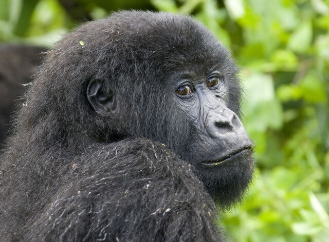 Scientists reveal how rising temperatures and climate change is ...