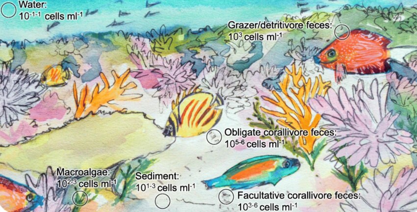 How coral-eating predators support the reef's ecosystem | World ...