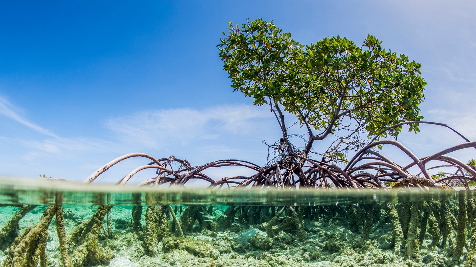 What is eDNA and how does it work? | World Economic Forum