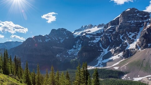 What role do trees really play in fighting climate change? | World ...