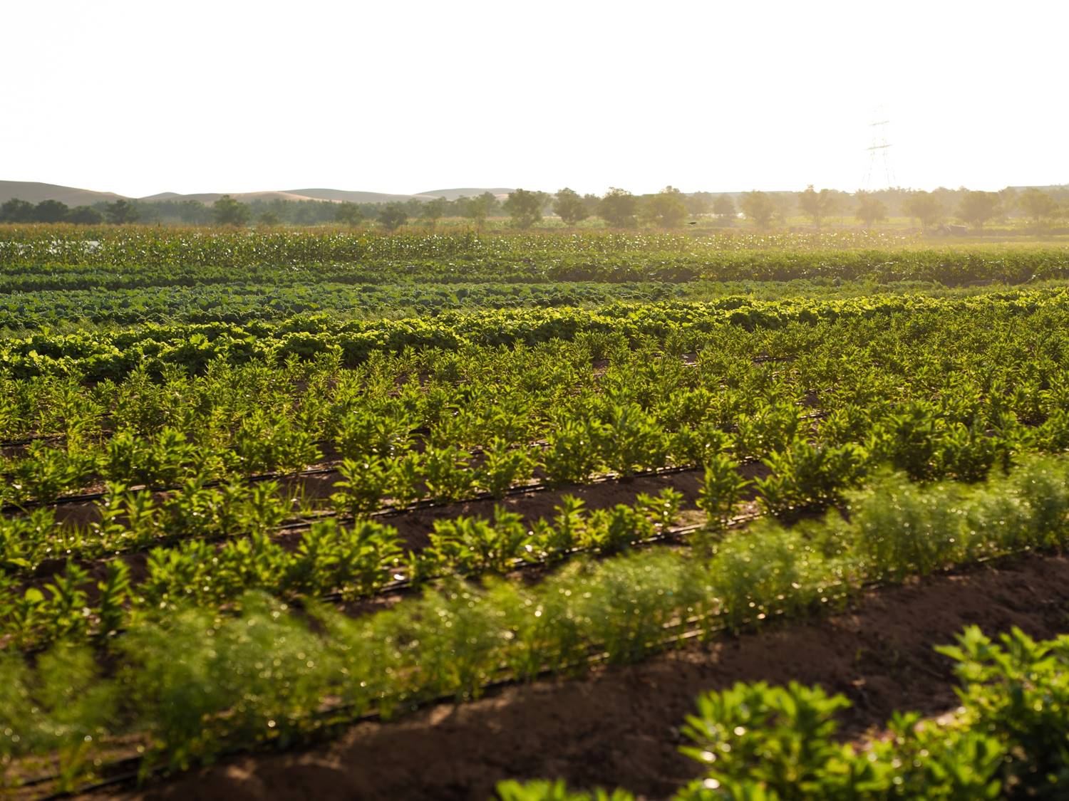 Learn about the Food Innovation Hub UAE activities.