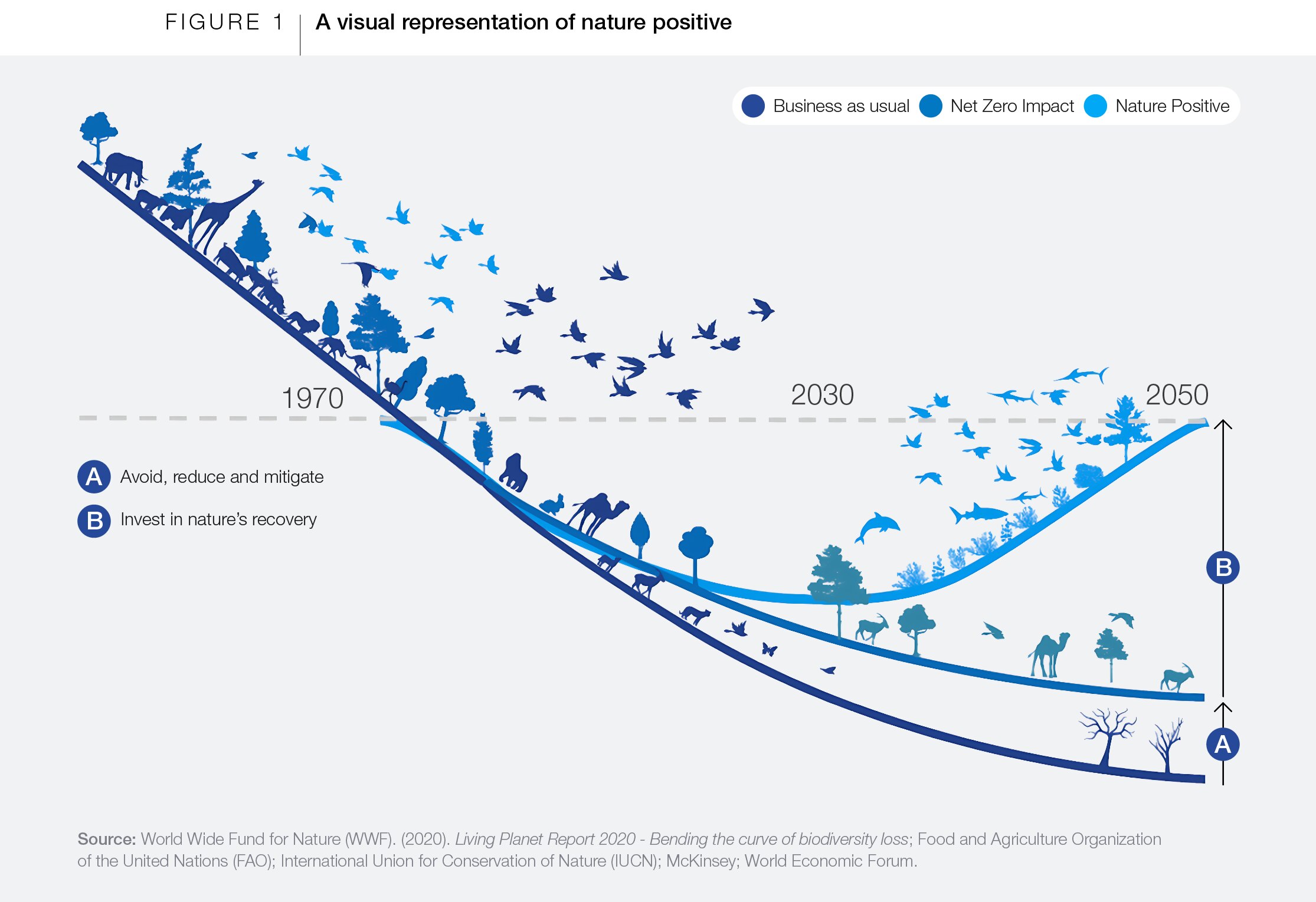 Insights | Nature Positive Cities